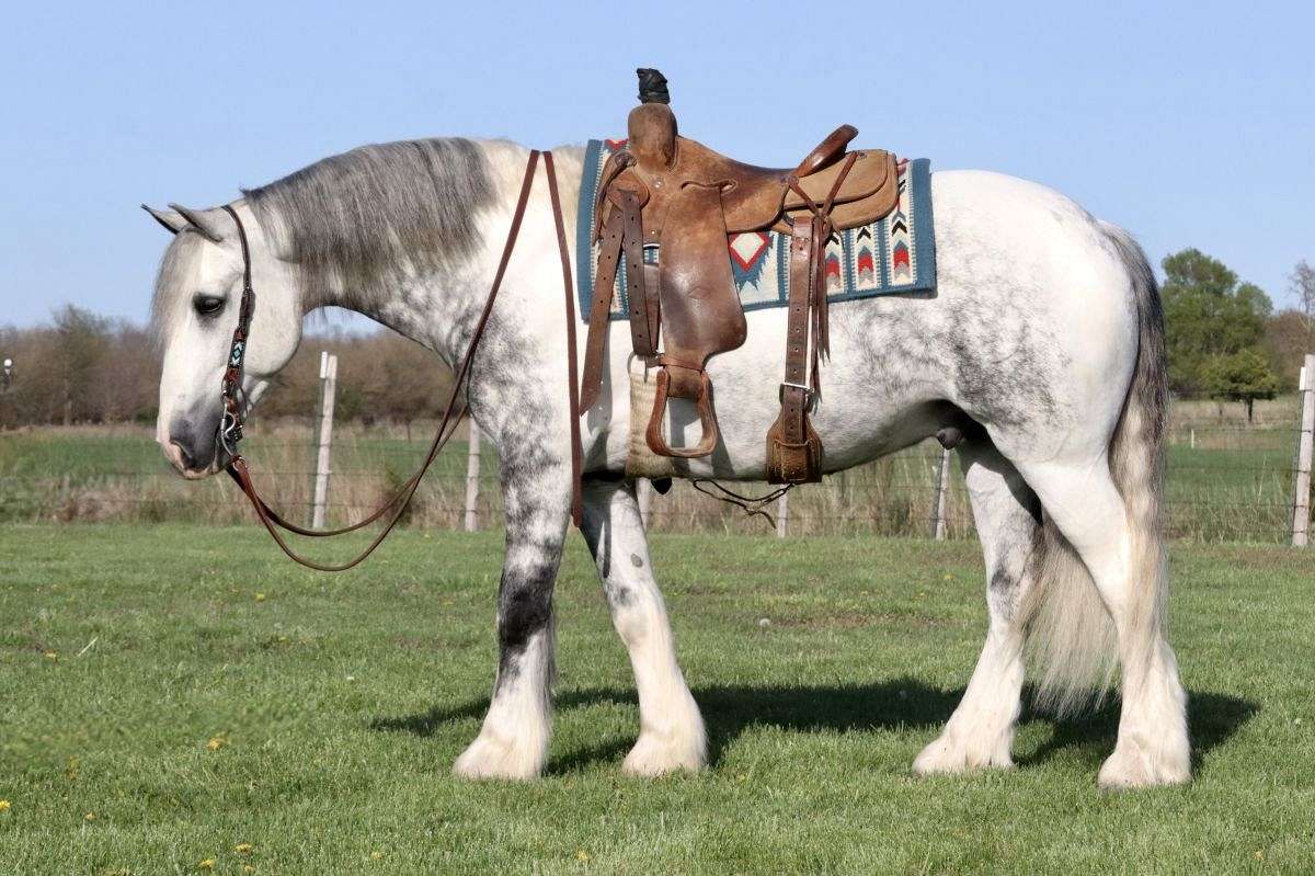 Dakota - Fancy All-Around Horse 5 yo Paint Gypsy Friesian Cross Gelding!