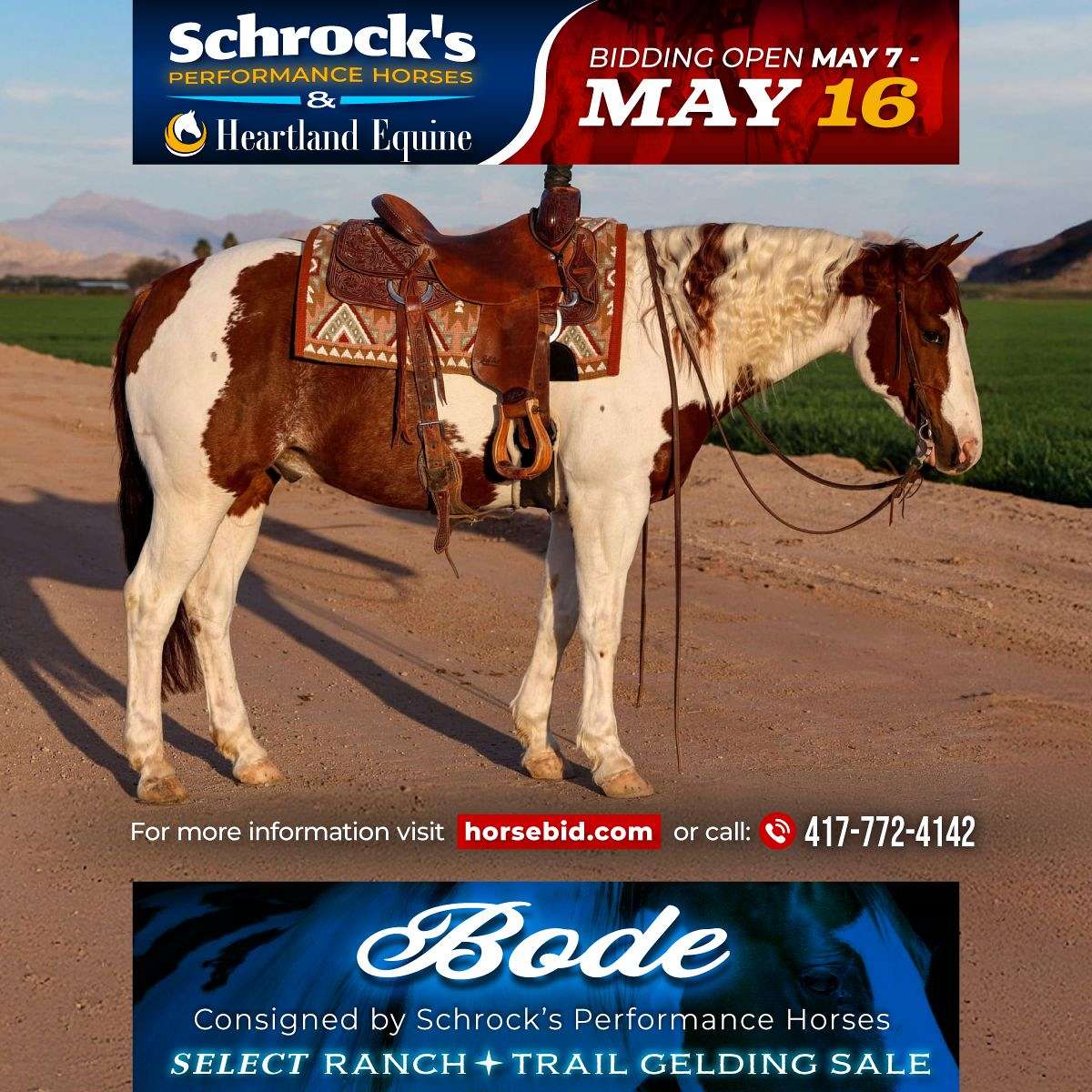 Bode - Excellent Ranch and Trail Horse 6 Yr Old Paint APHA Gelding!