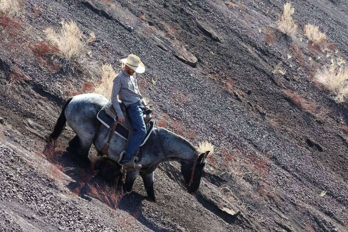 Dollar - Phenomenal Rope & Ranch Horse 10 Yr Old Blue Roan AQHA Gelding!