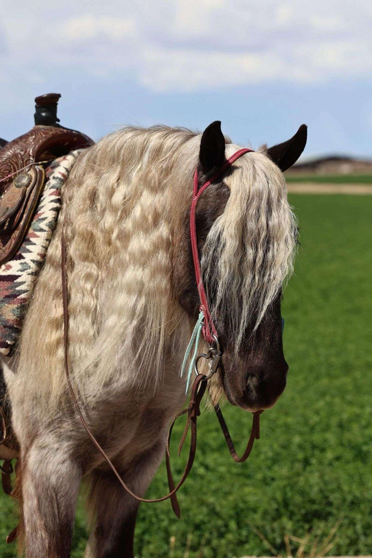 Stoney - Super Handsome 8 Yr Old Gray Gypsy Cross Gelding!