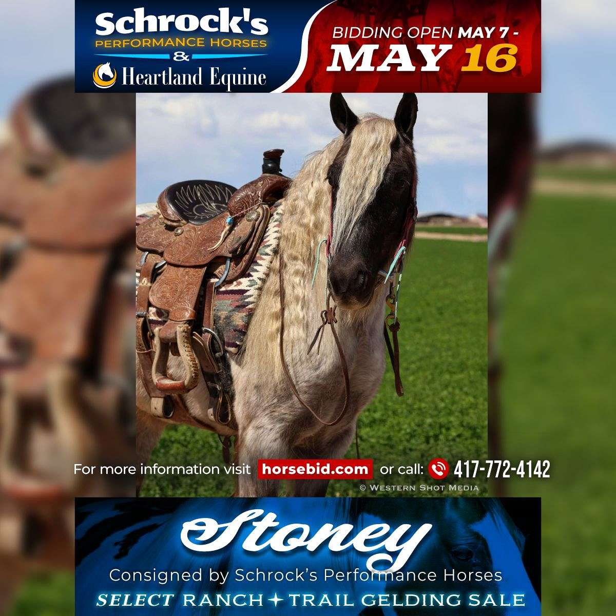 Stoney - Super Handsome 8 Yr Old Gray Gypsy Cross Gelding!