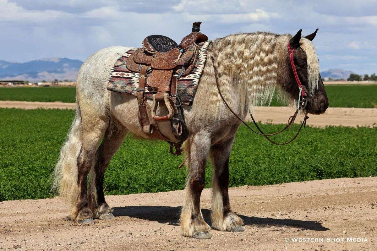 Stoney - Super Handsome 8 Yr Old Gray Gypsy Cross Gelding!