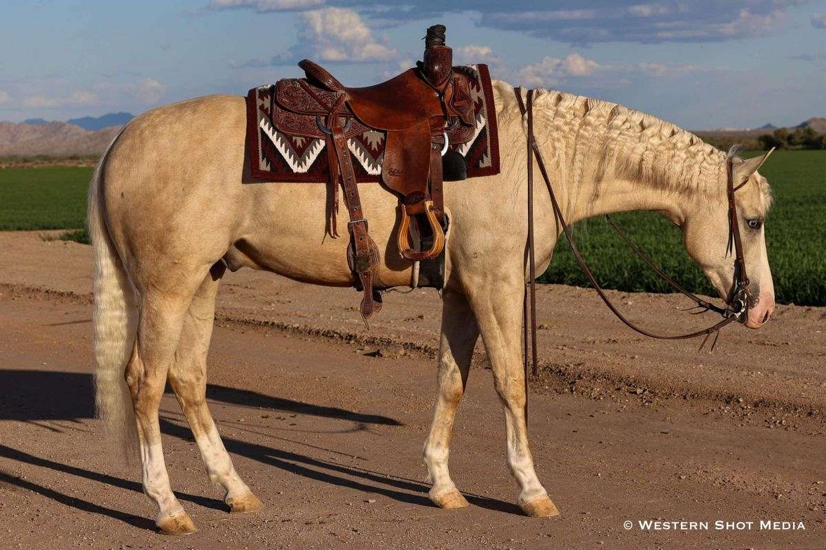 Shiner - Solid Ranch and Trail Horse 3 Yr Old Palomino AQHA Gelding!