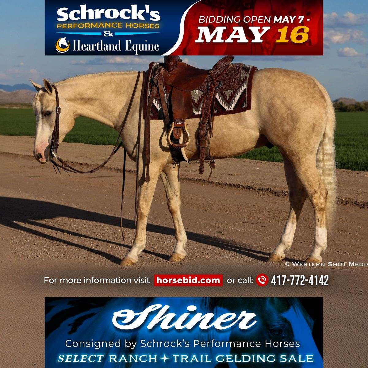 Shiner - Solid Ranch and Trail Horse 3 Yr Old Palomino AQHA Gelding!