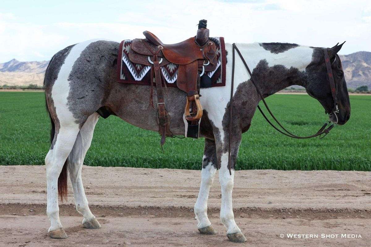 Yeti - Extremely Broke All-Around Horse 7 yo Blue Roan APHA Gelding!