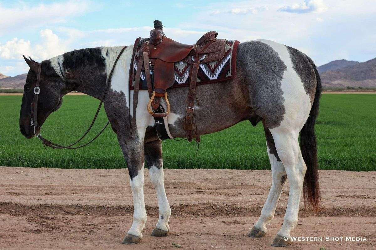 Yeti - Extremely Broke All-Around Horse 7 yo Blue Roan APHA Gelding!
