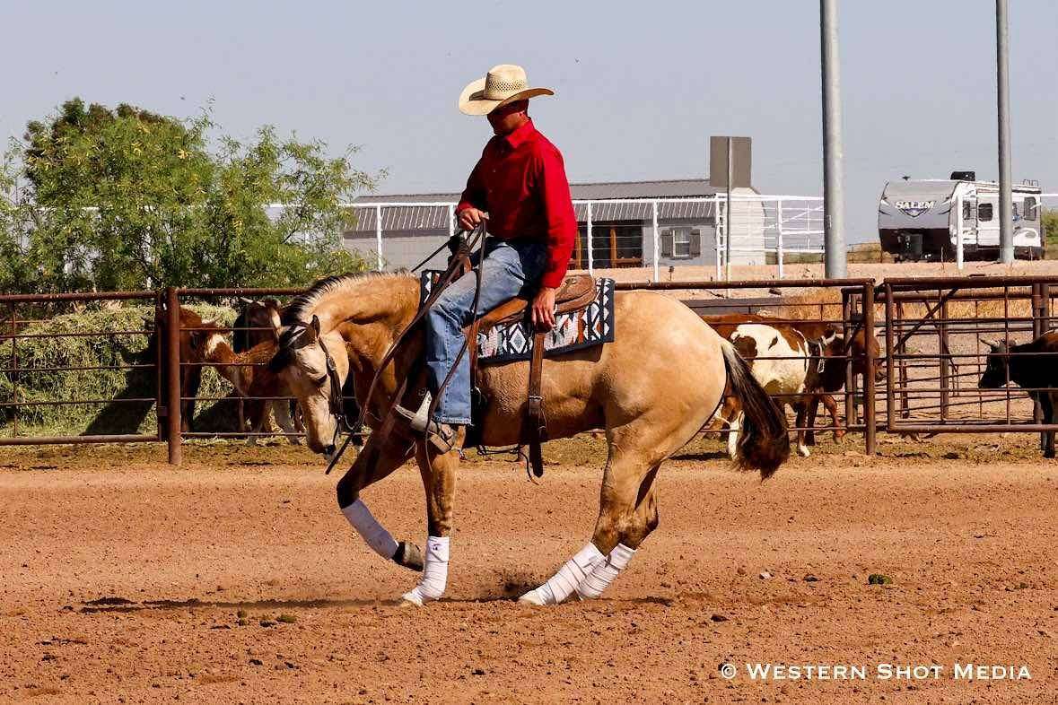 Spider - Remarkable Ranch and Arena Horse 5 Yr Old Buckskin QH Gelding!