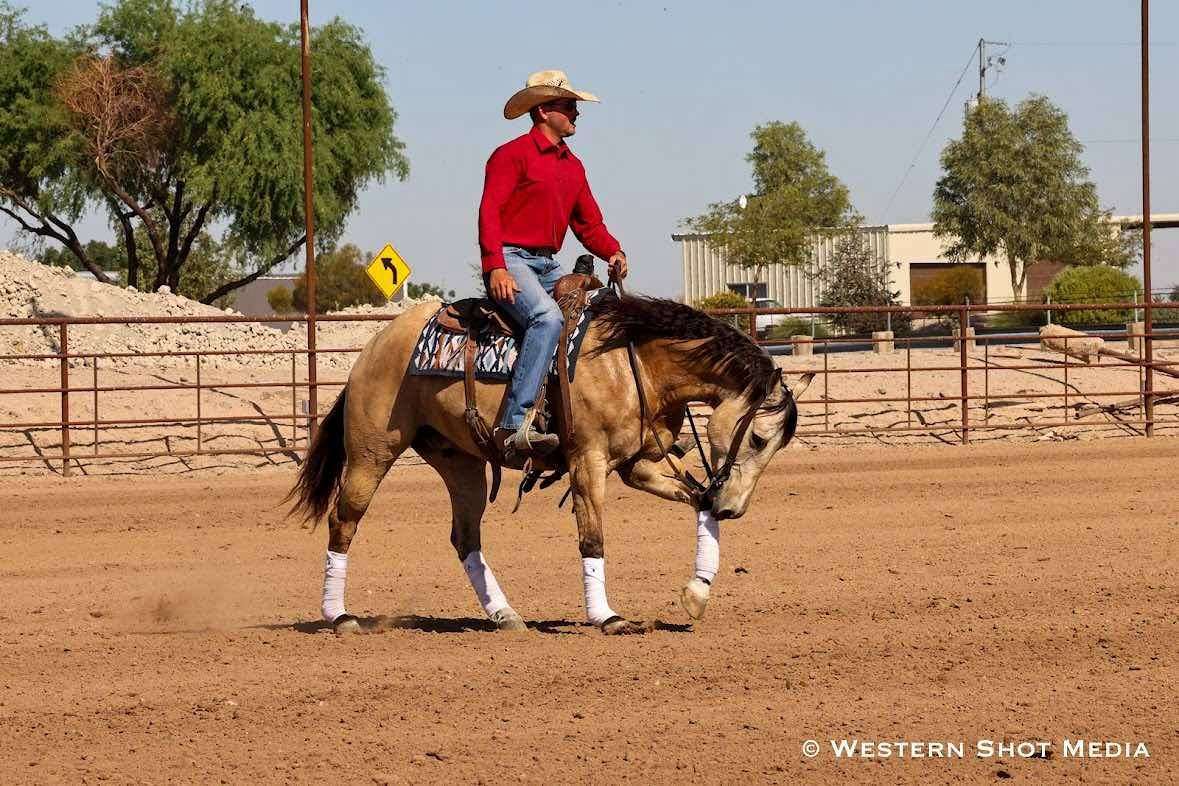 Spider - Remarkable Ranch and Arena Horse 5 Yr Old Buckskin QH Gelding!