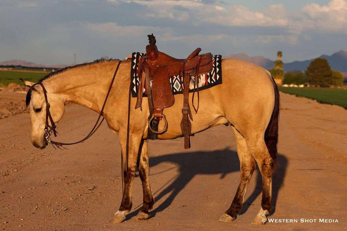 Spider - Remarkable Ranch and Arena Horse 5 Yr Old Buckskin QH Gelding!