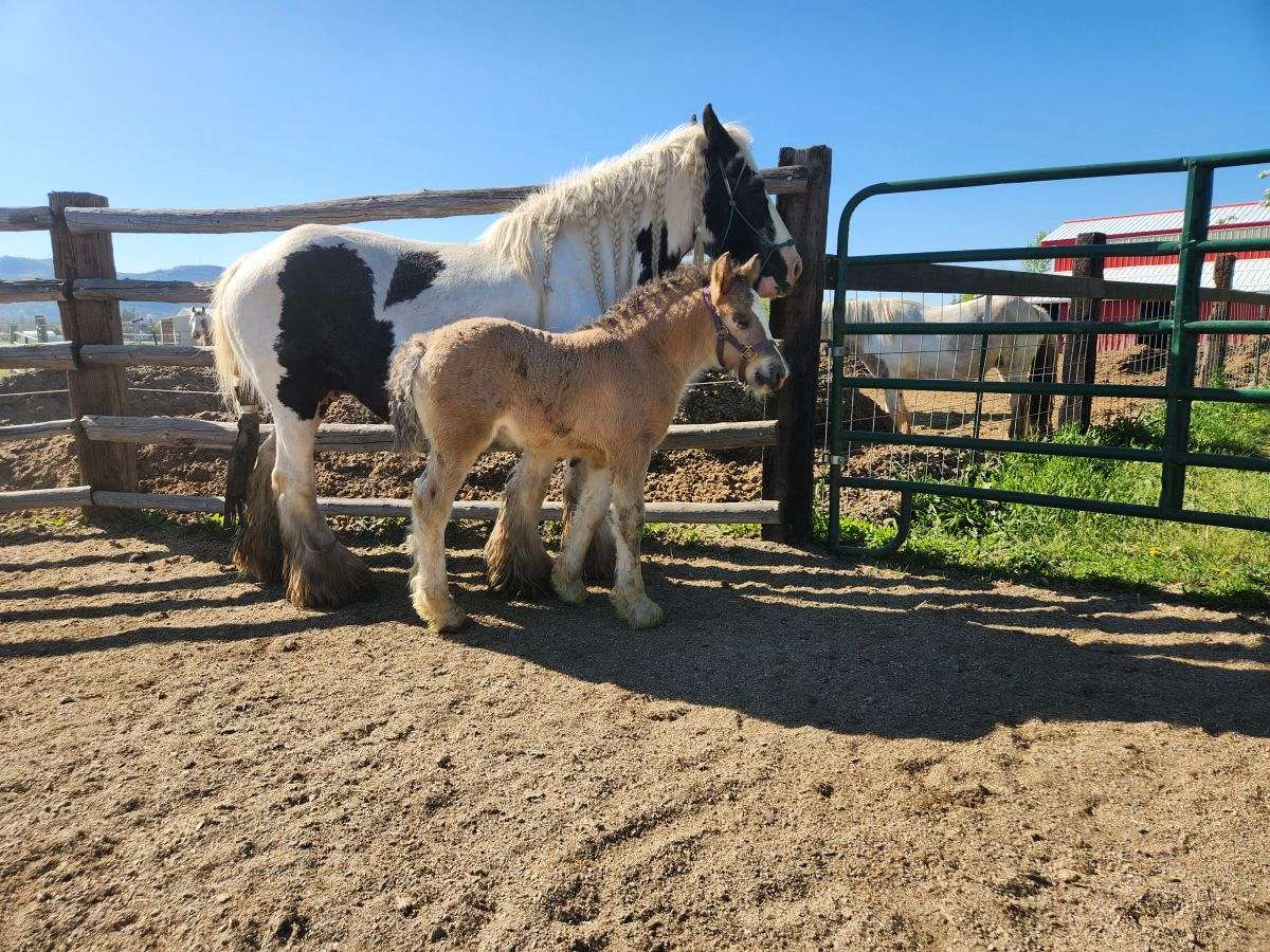 Solid Grulla Gypsy Colt
