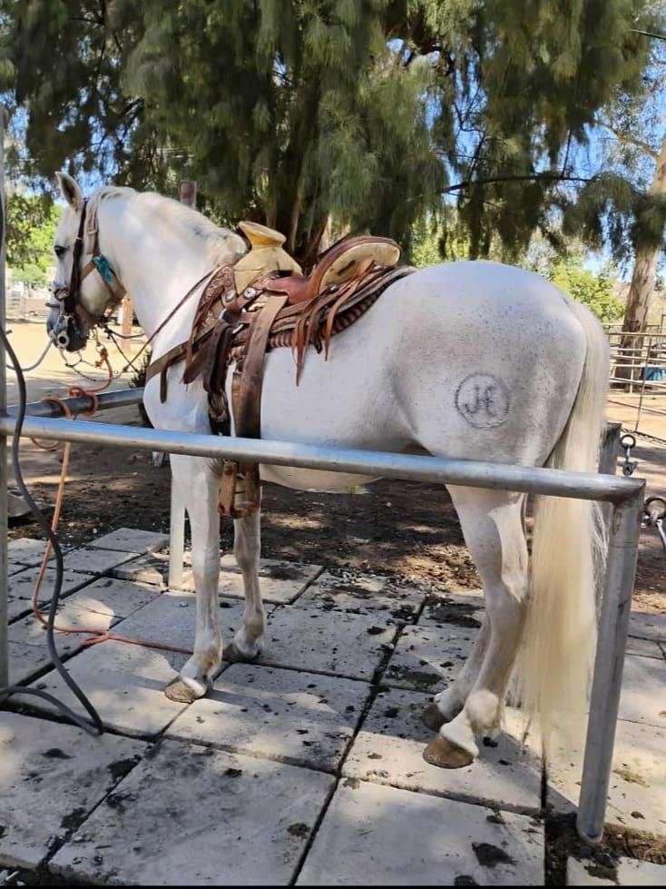 Trail Riding Andalusian Grey in Canyon Country, California