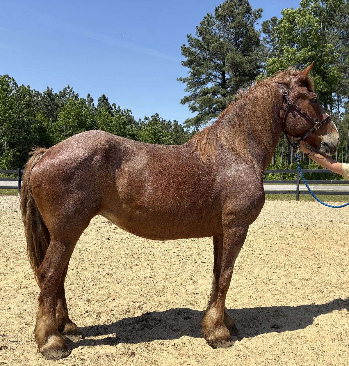 Red Roan Belgian