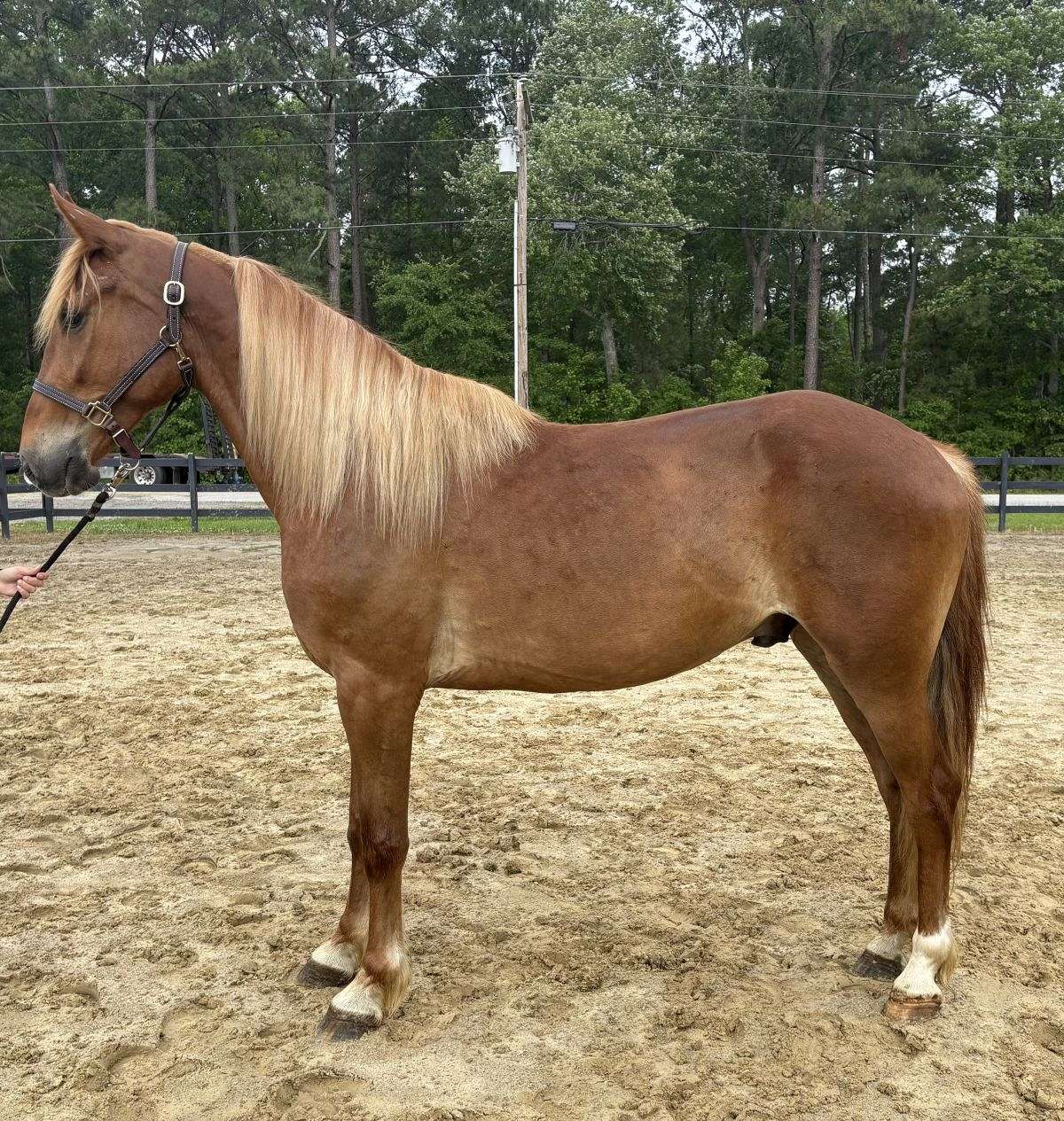 Belgian Morgan Mare