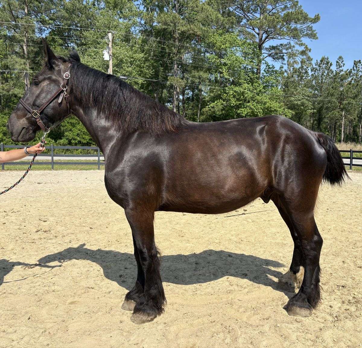 Gentle Percheron Gelding