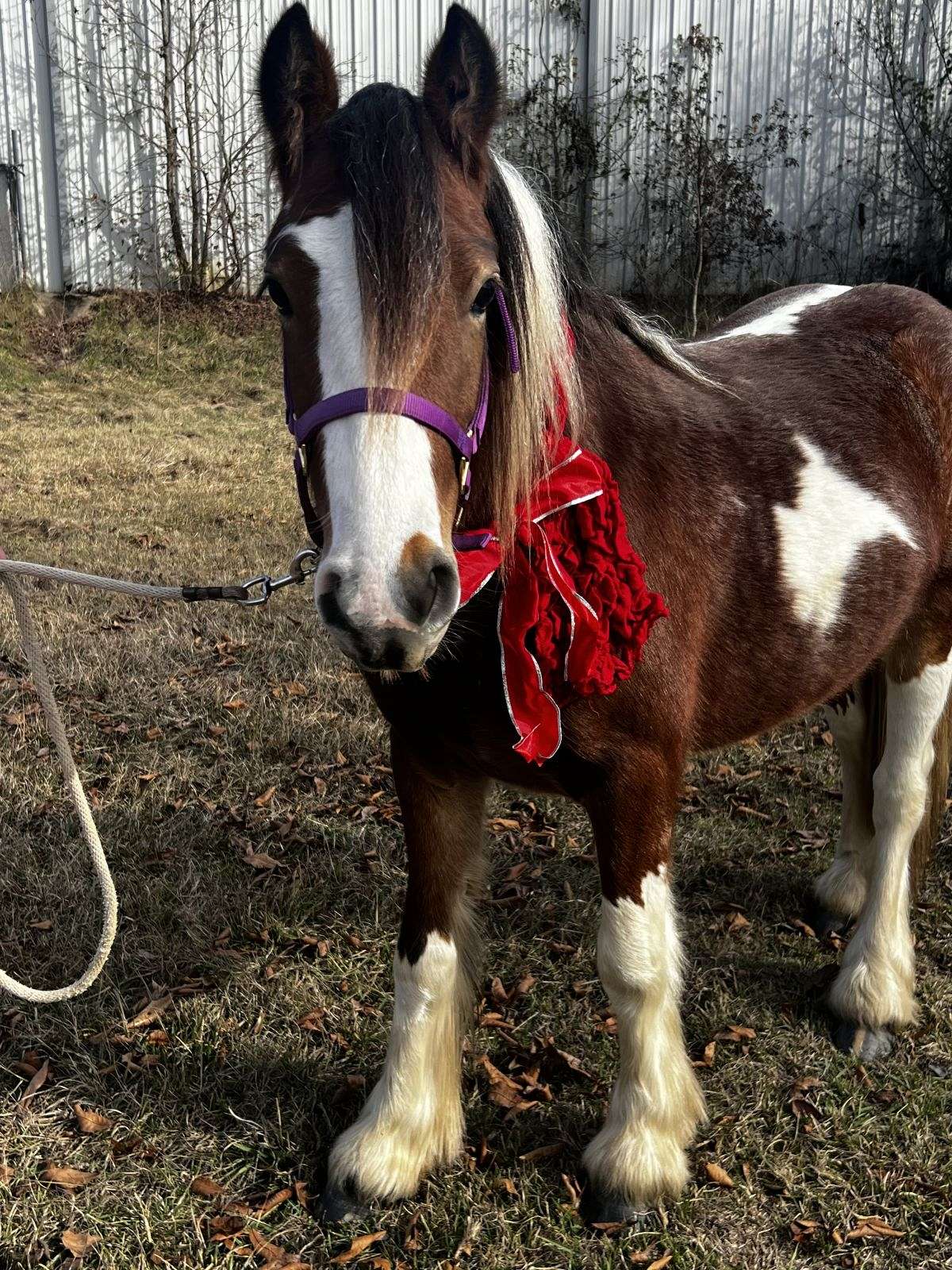 Adorable Tri-Color Gypsy Yearling Filly