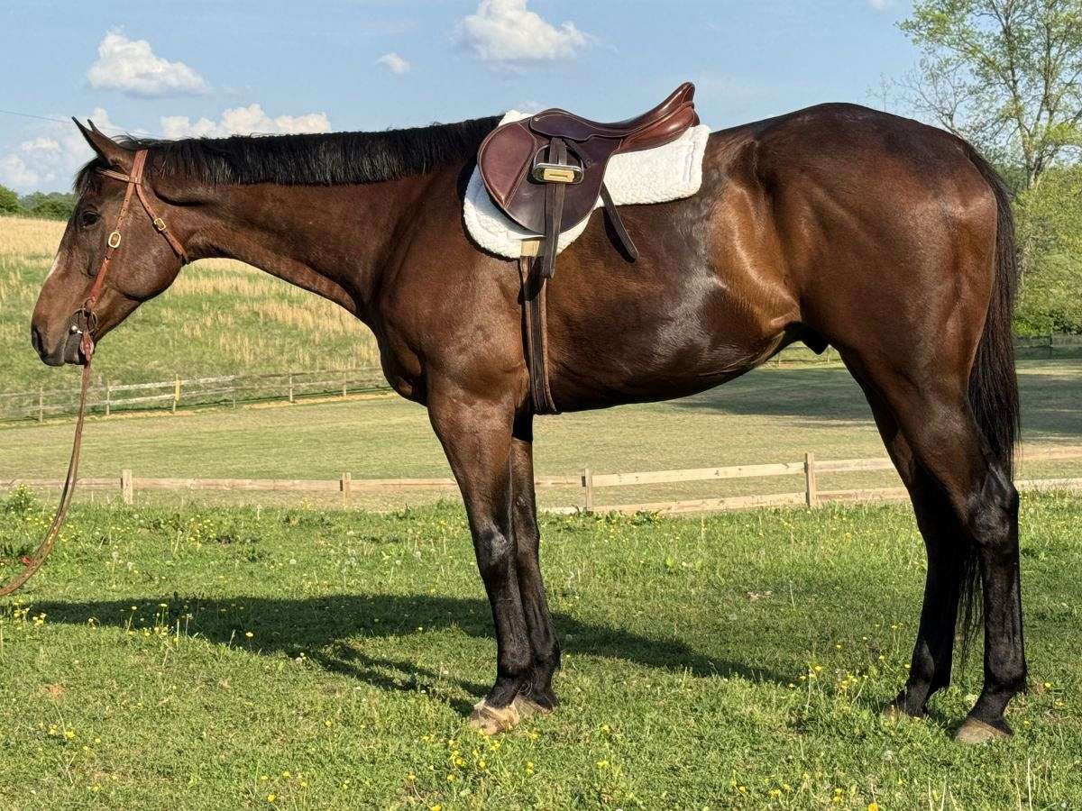 Saint”.. Stunning 17.1 Hd All Around Appendix Gelding