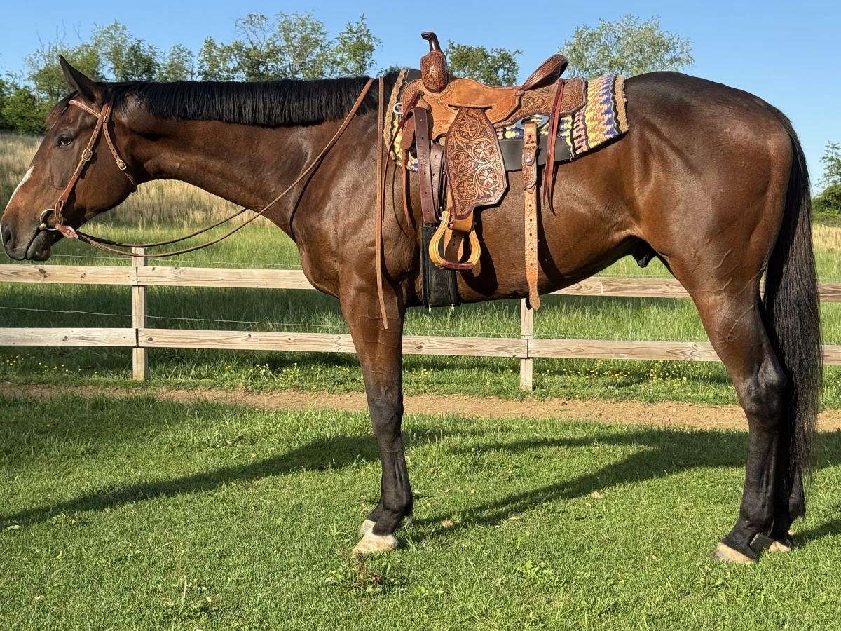 Saint”.. Stunning 17.1 Hd All Around Appendix Gelding