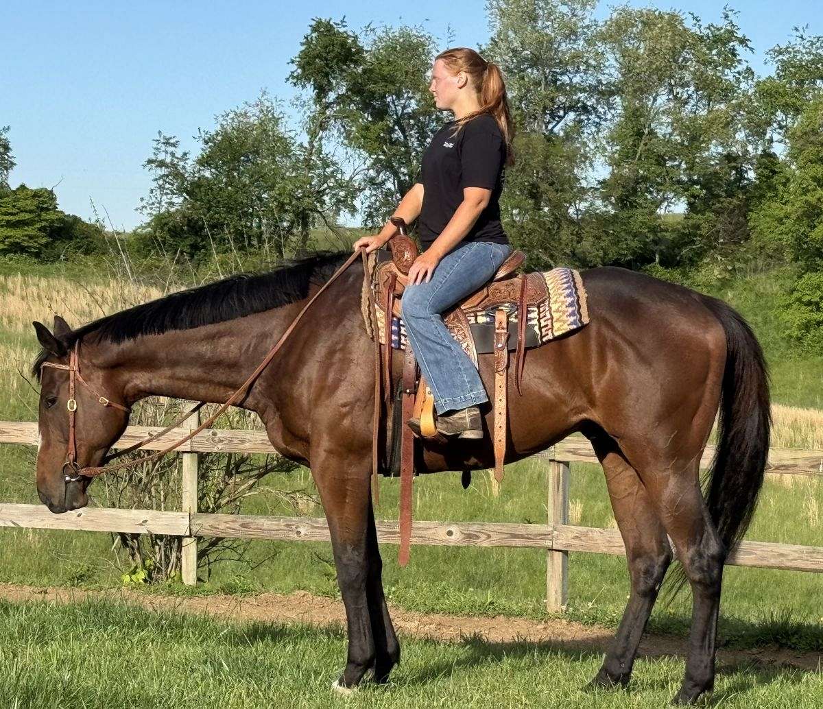 Saint”.. Stunning 17.1 Hd All Around Appendix Gelding