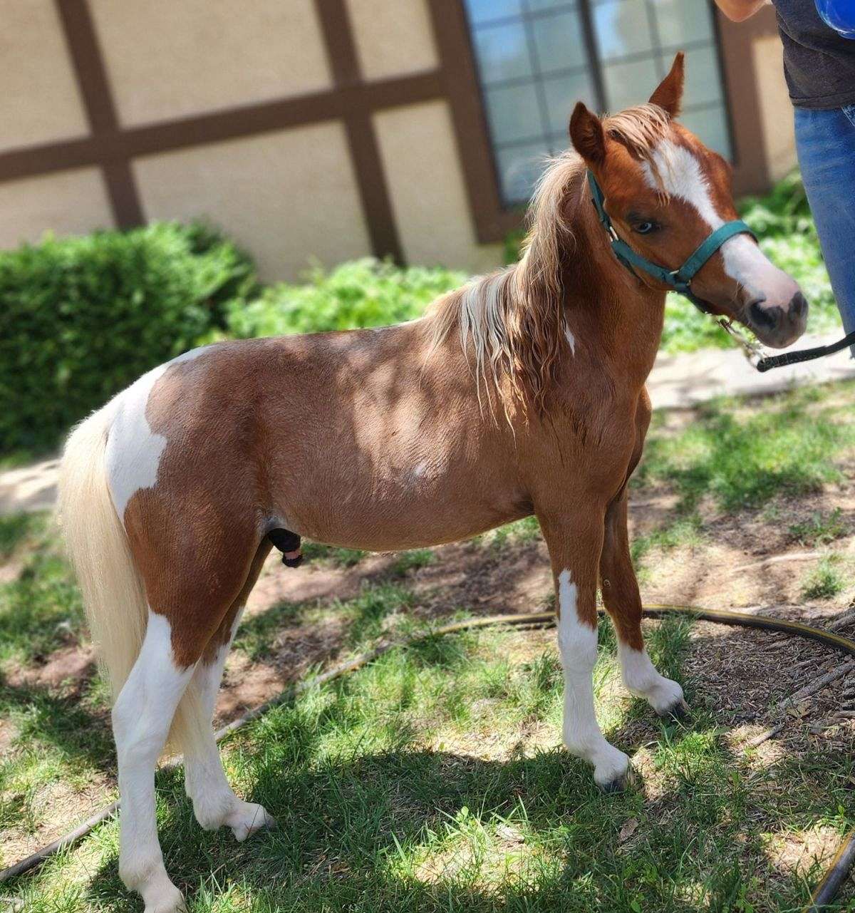 Gorgeous Registered Miniature Colt