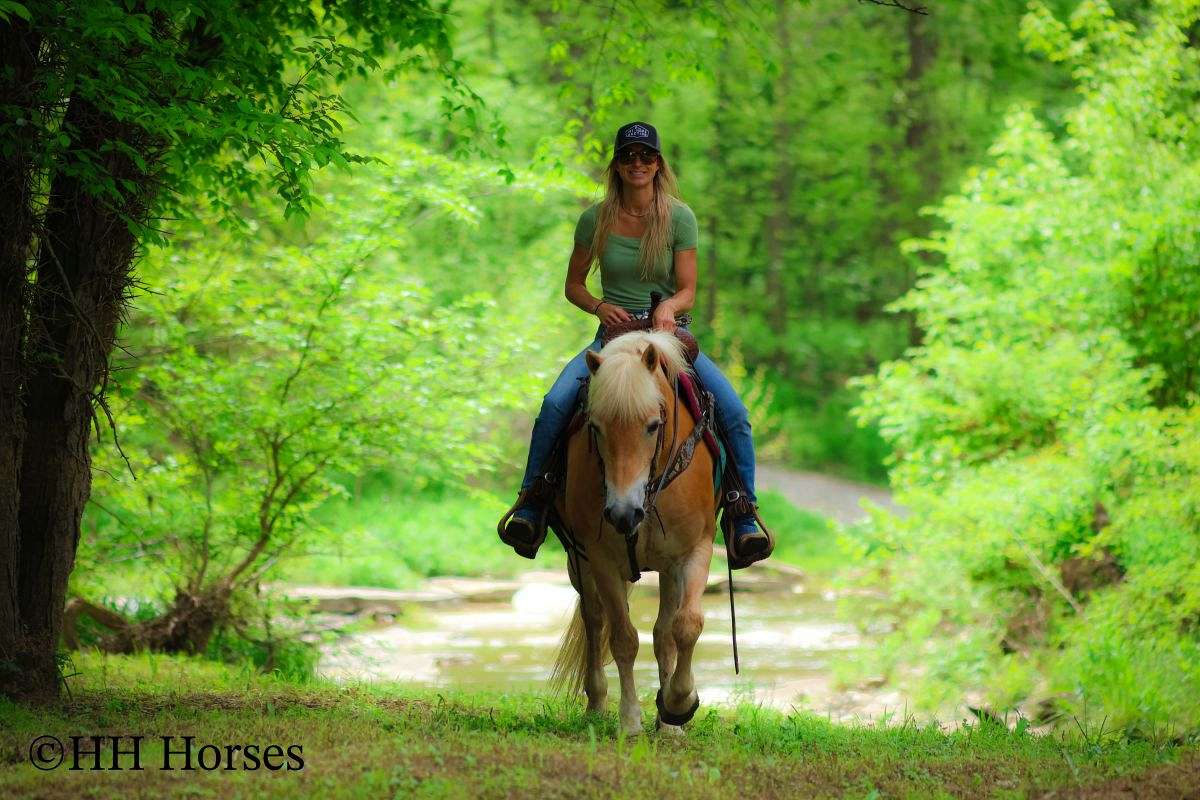 Super Nice Quiet and Honest Haflinger Mare, Trail Rides, Ranch Work