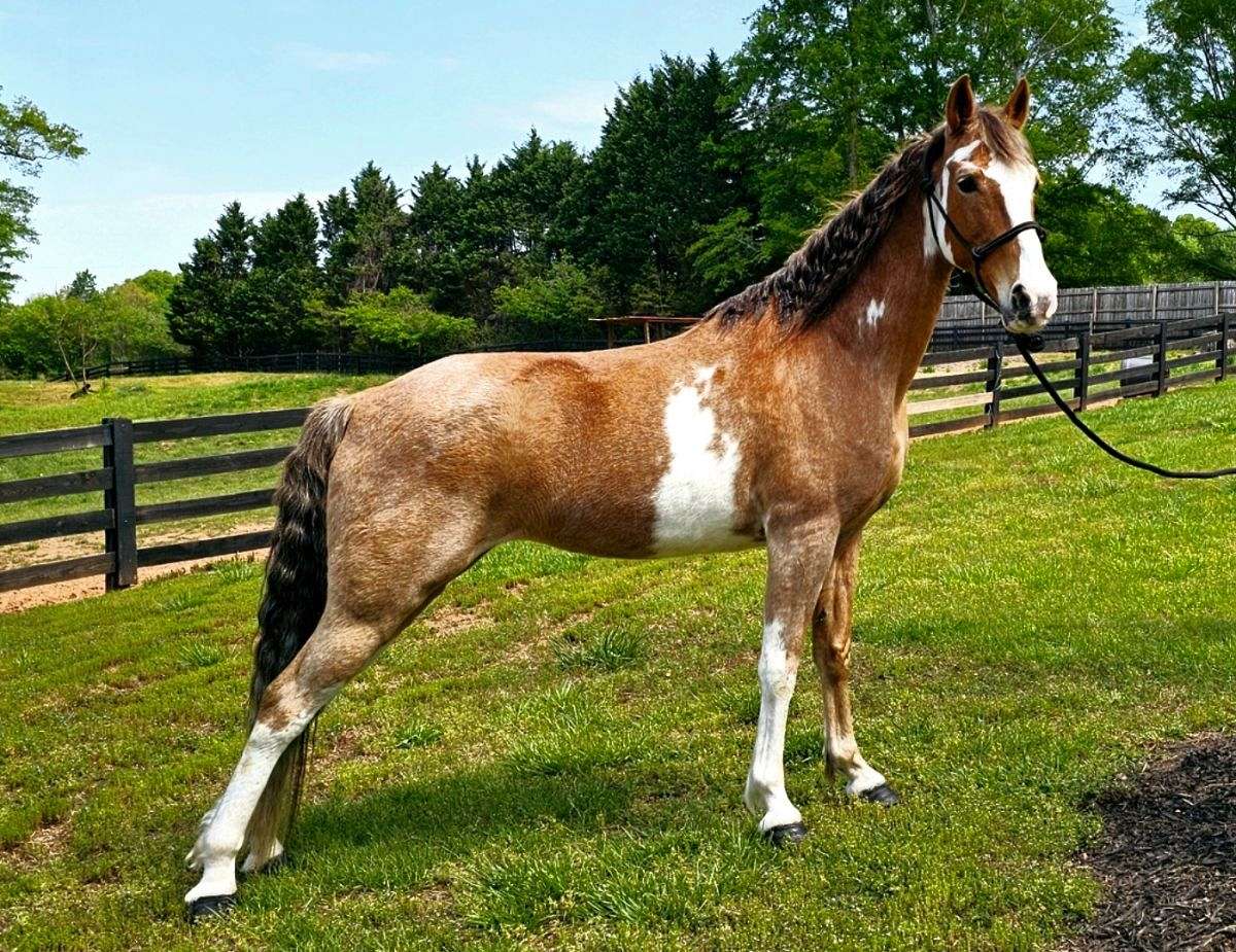 Mari, Gorgeous, Flashy, Super Smooth Gaited, Trail, Show, Spotted Mare
