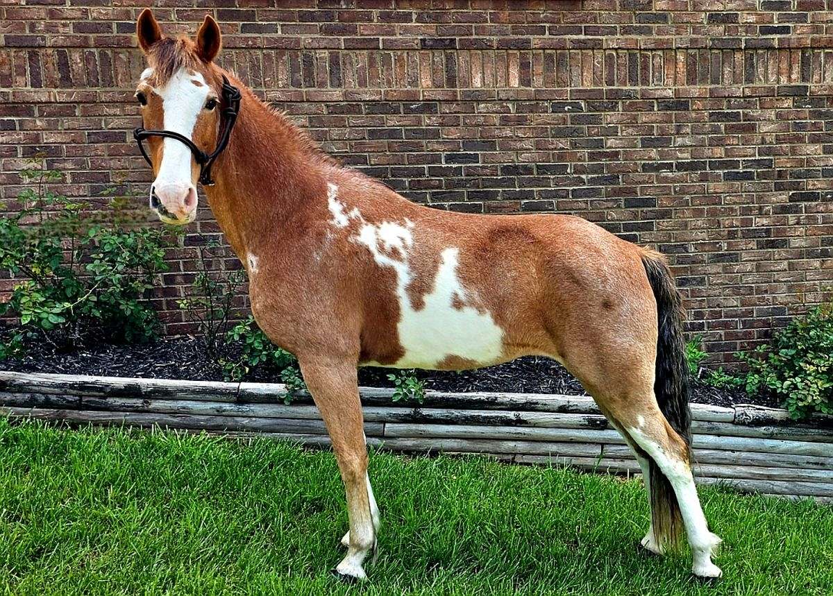 Mari, Gorgeous, Flashy, Super Smooth Gaited, Trail, Show, Spotted Mare