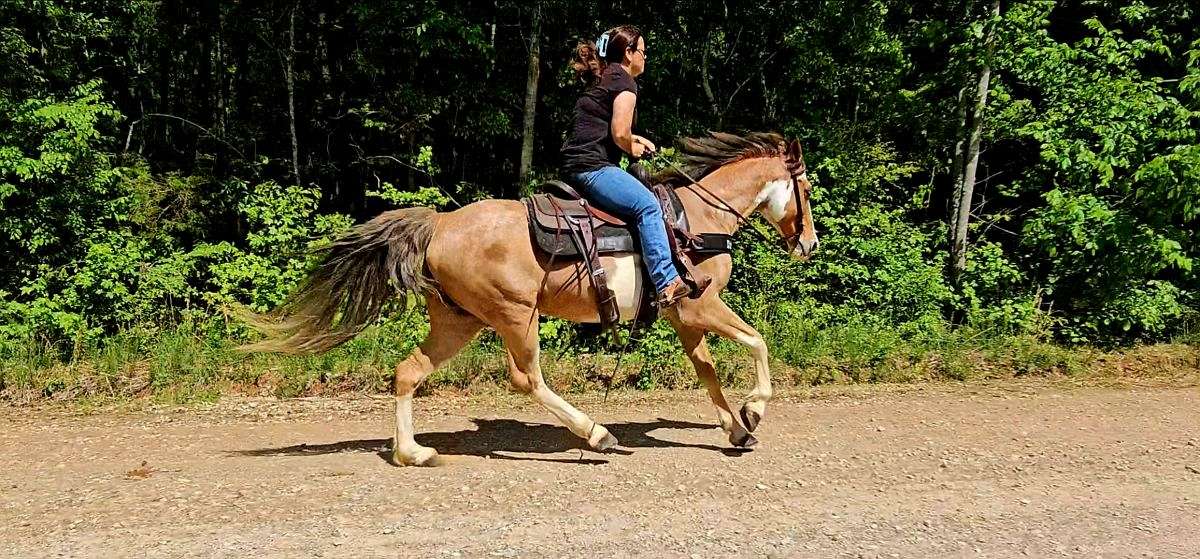 Mari, Gorgeous, Flashy, Super Smooth Gaited, Trail, Show, Spotted Mare