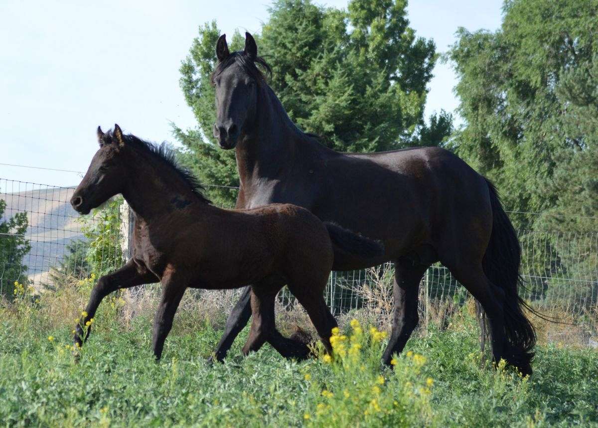 Tall - Full Friesian Filly