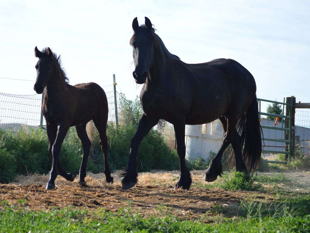 Tall - Full Friesian Filly
