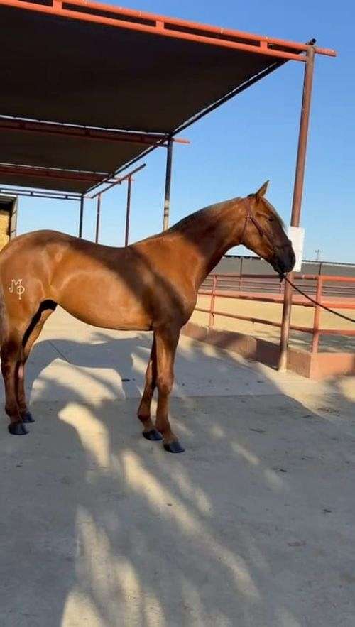 Chestnut Andalusian Filly in Bakersfield, California