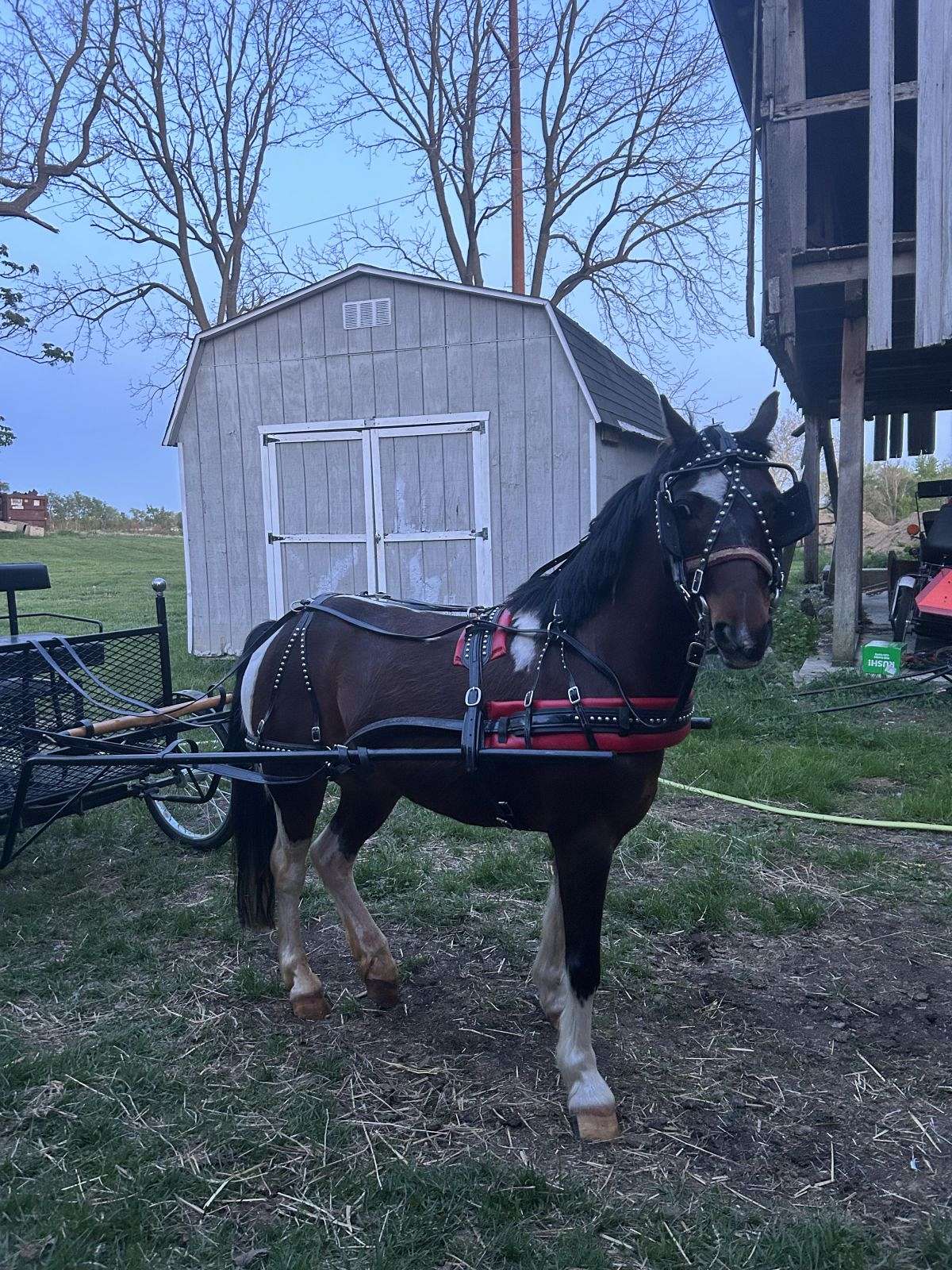 Paint Pony