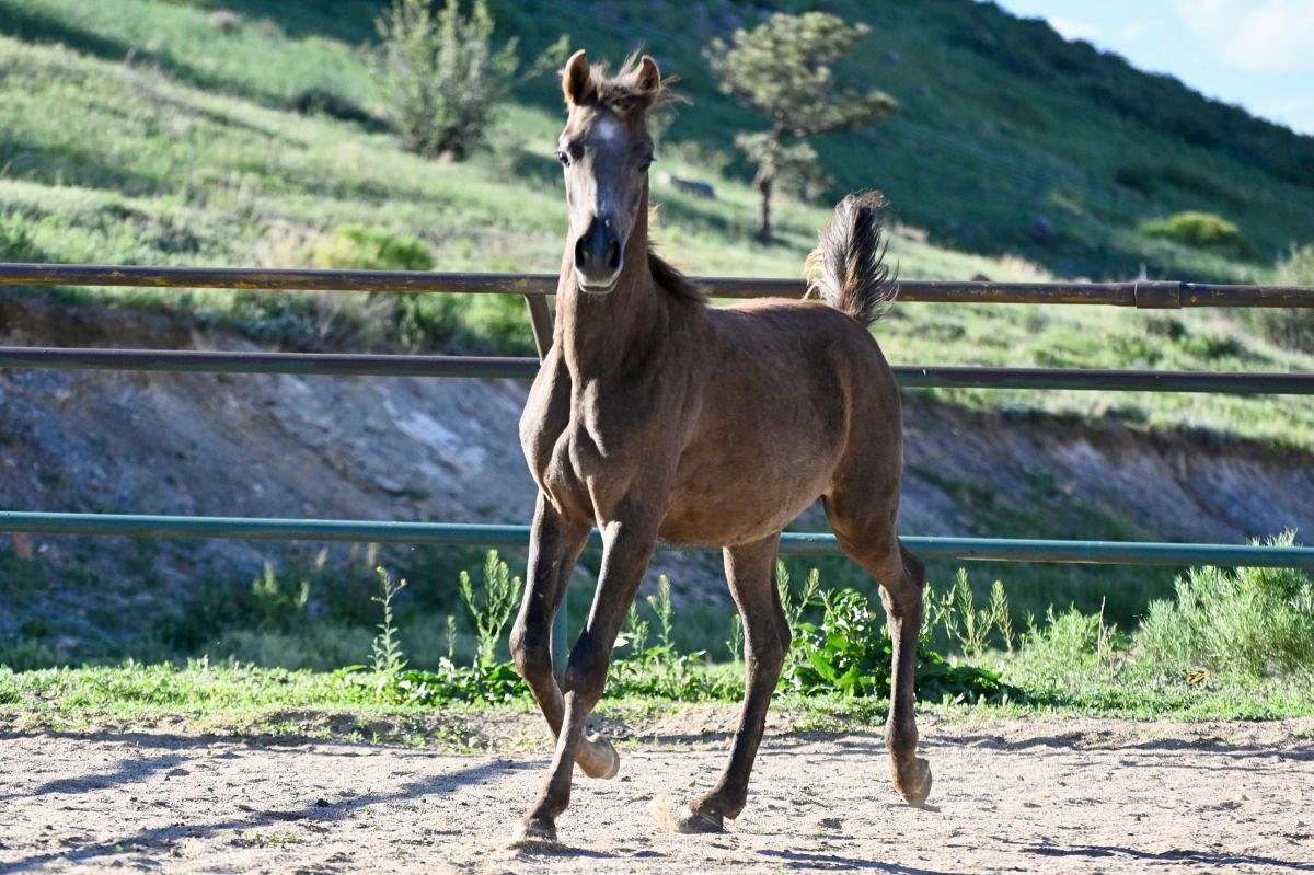 Cute Straight Egyptian Colt