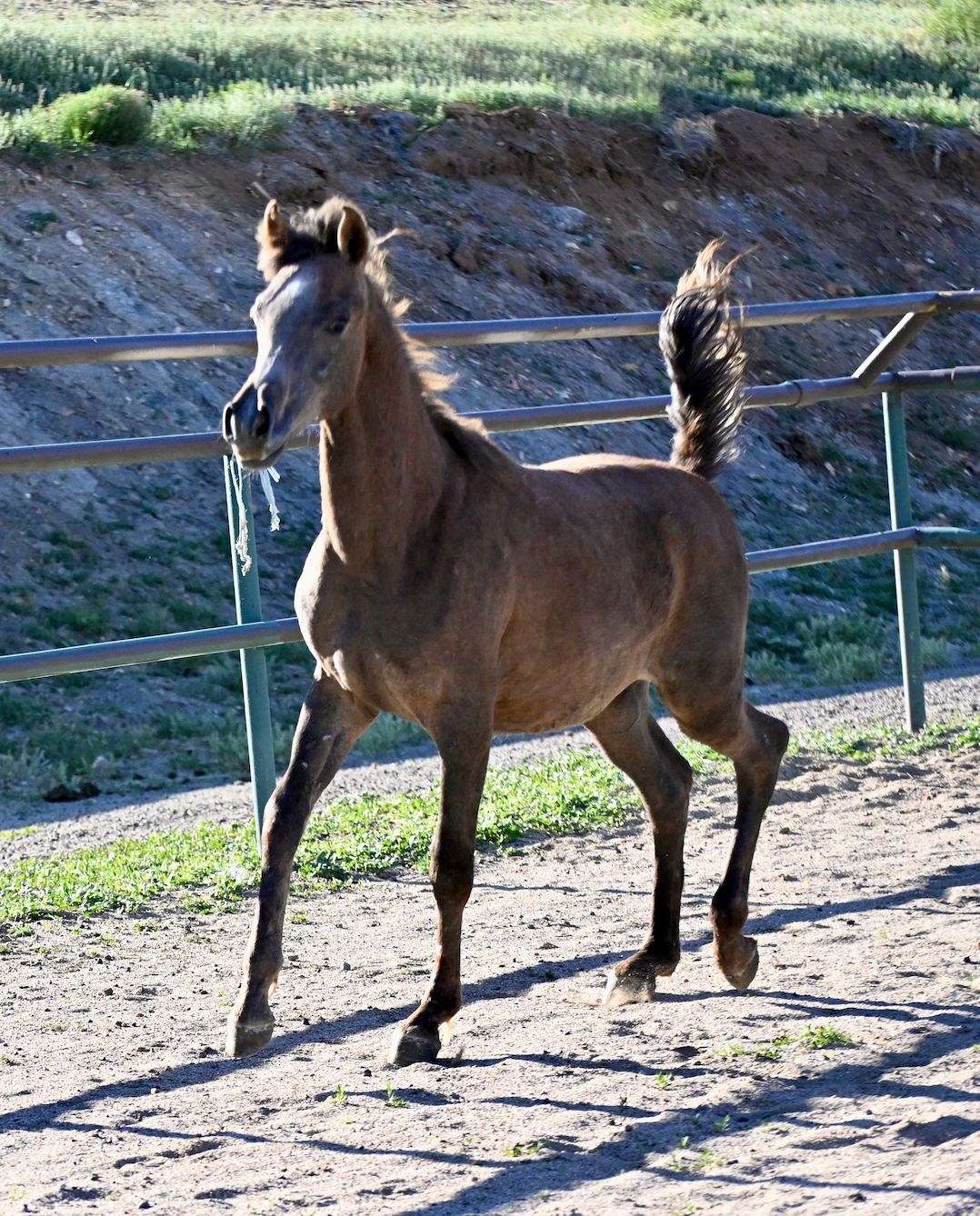 Cute Straight Egyptian Colt