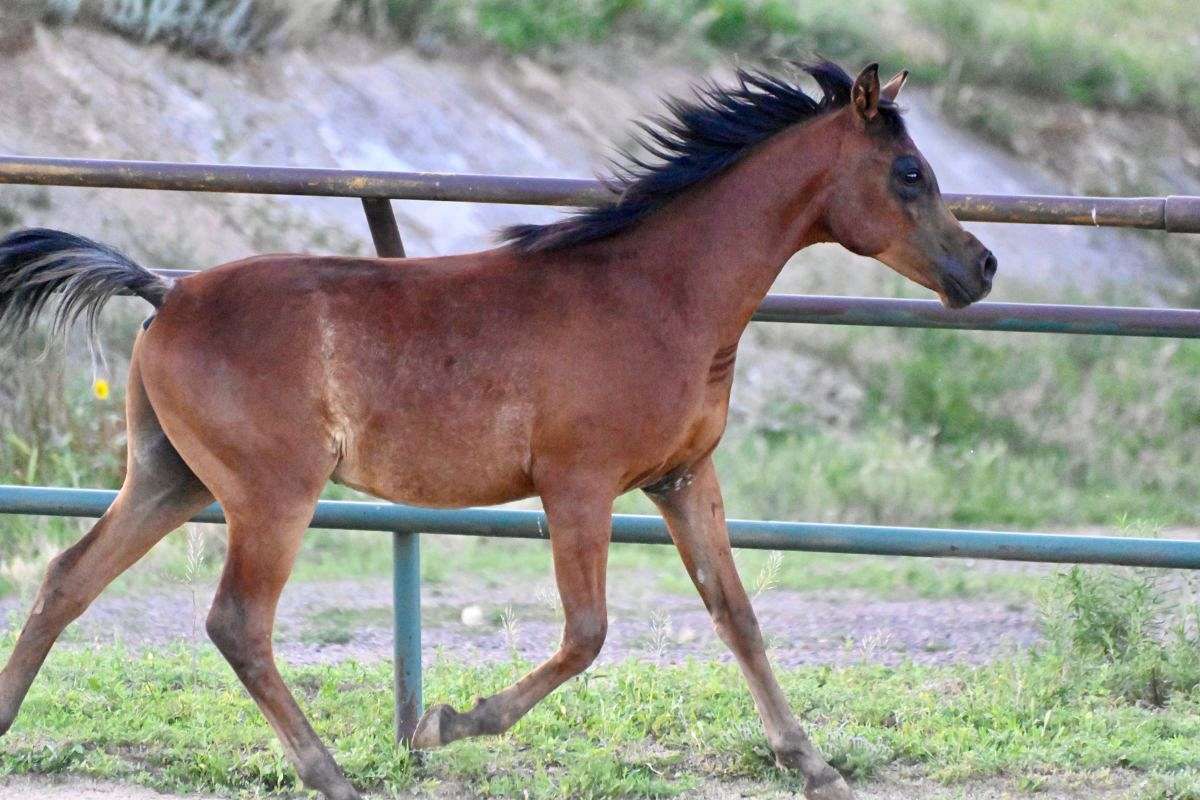 Bay Straight Egyptian Colt