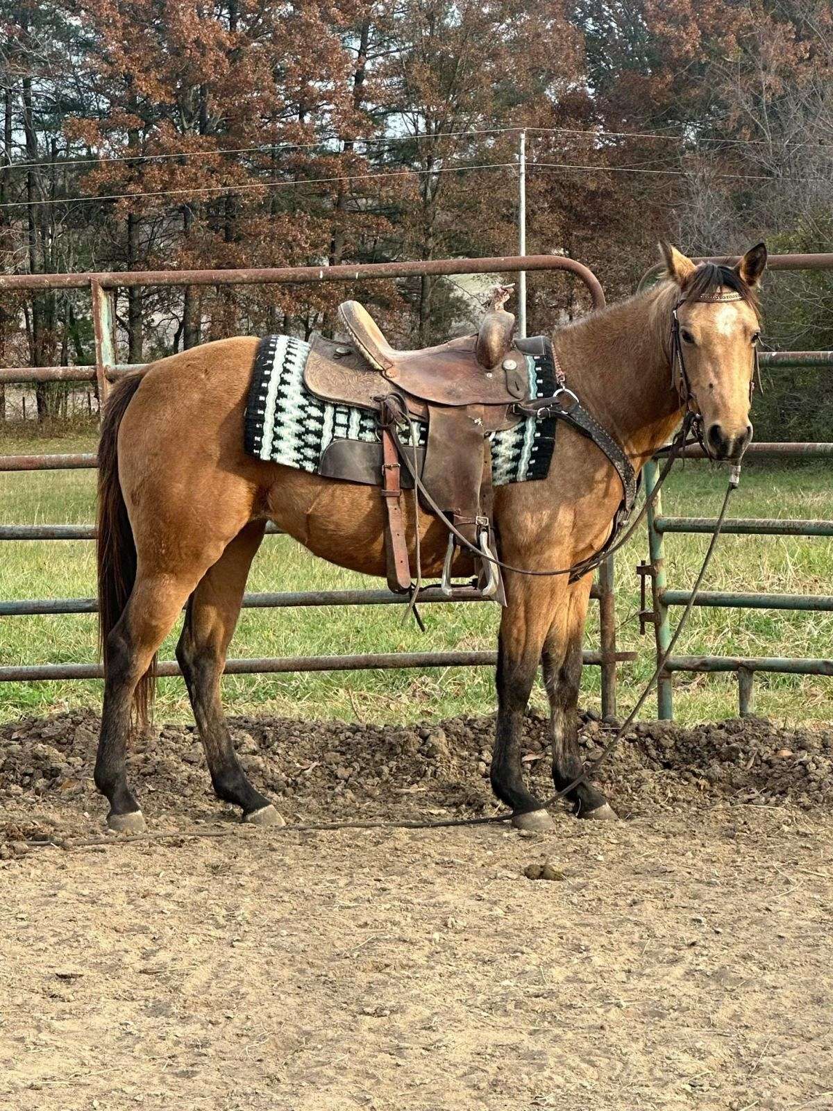 AQHA Foundation Bred Mare ~Honey~ **Sale Pending**