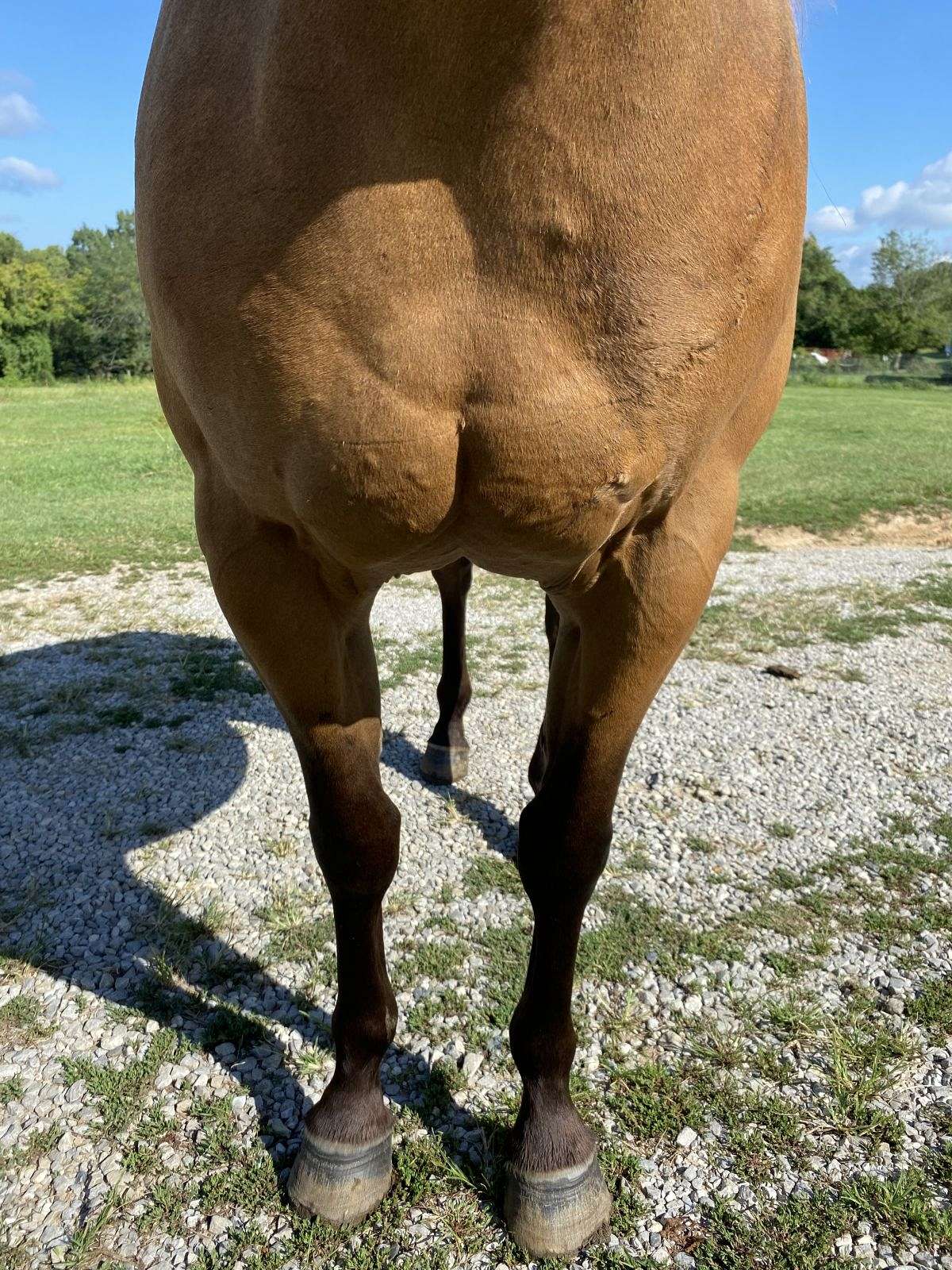 AQHA Foundation Bred Mare ~Honey~ **Sale Pending**