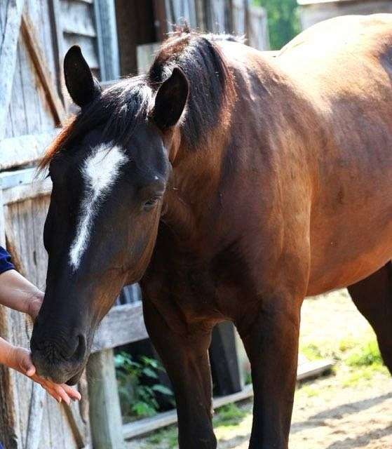 Green Broke Grade Gelding 4