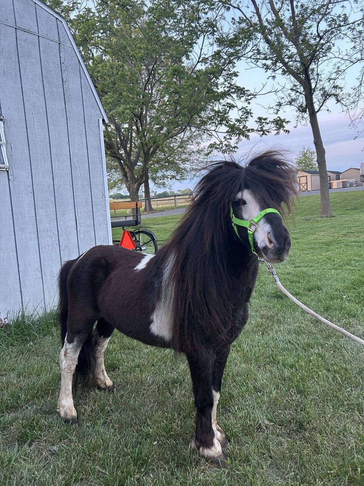 Stud Pony