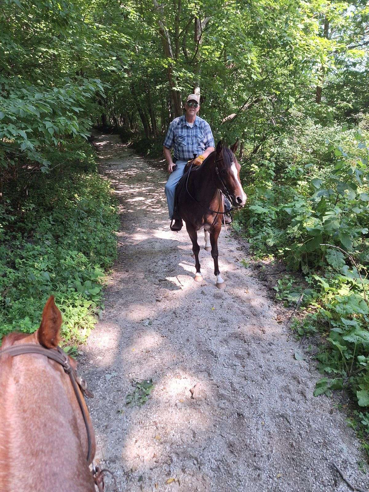 Beautiful 4yr Old Bay Mare AQHA