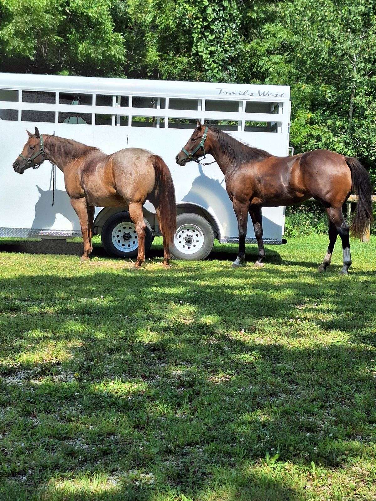 Beautiful 4yr Old Bay Mare AQHA