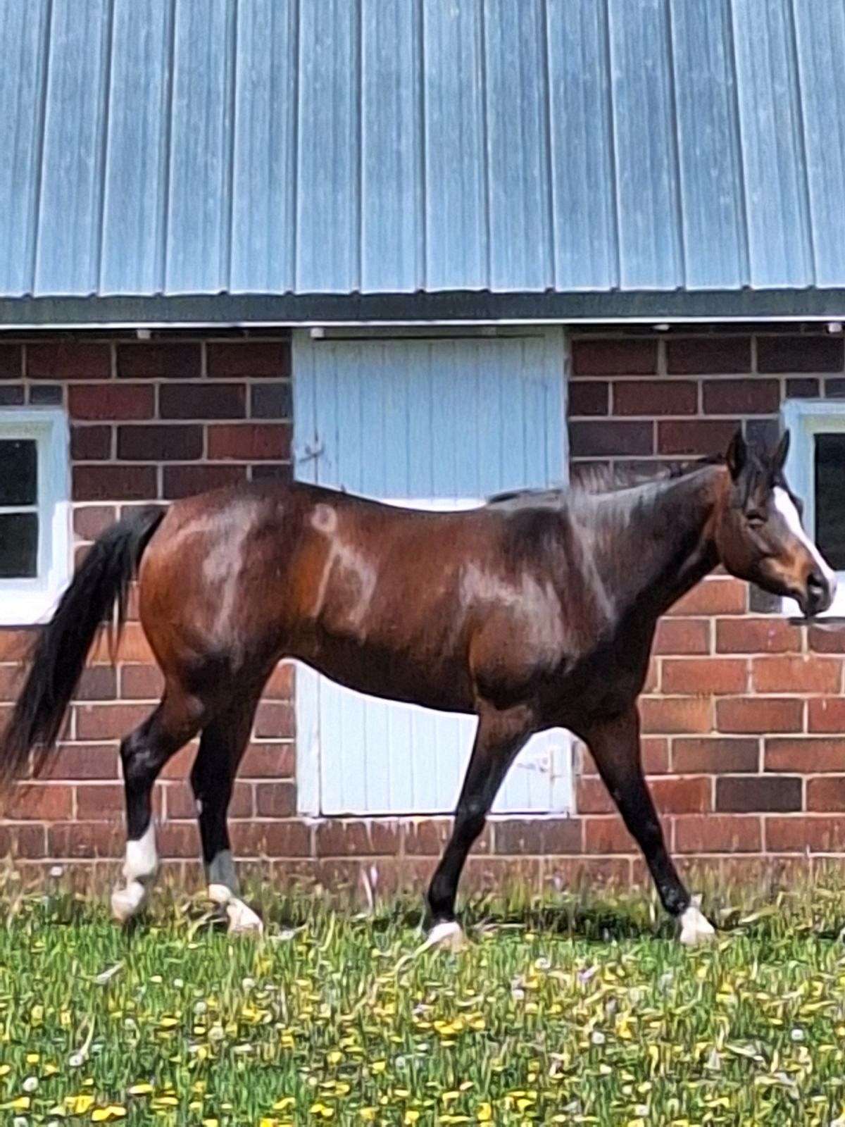 Beautiful 4yr Old Bay Mare AQHA