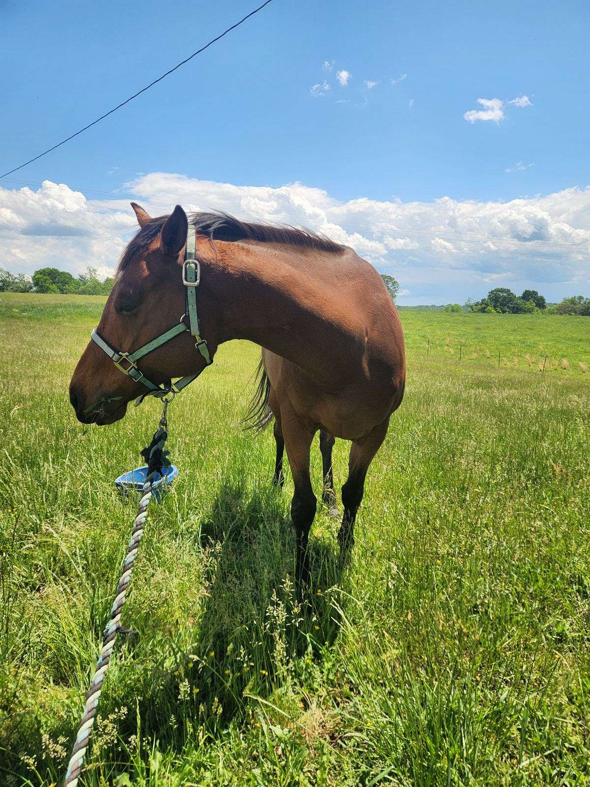 4 Year Old OTTB