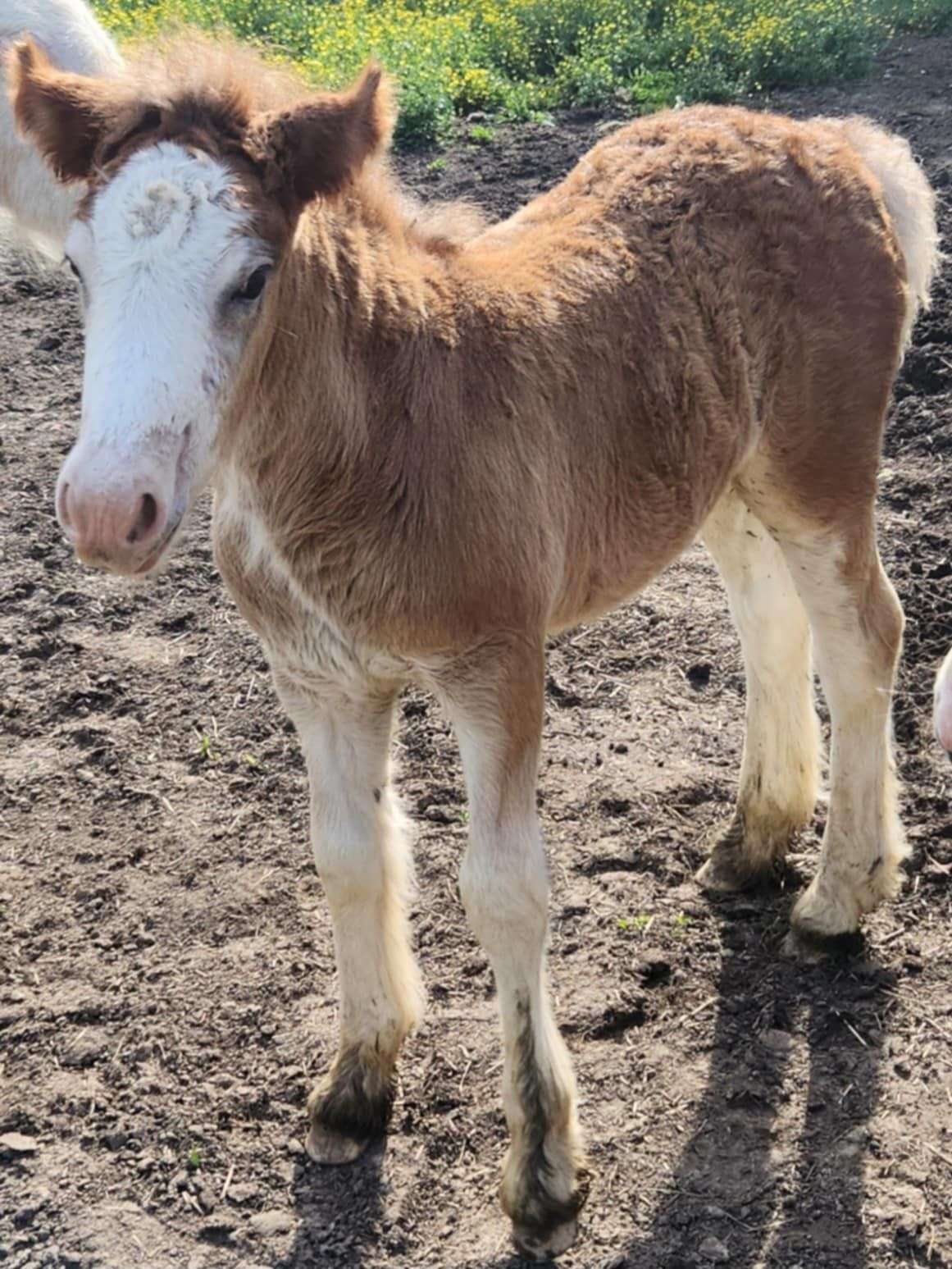 Bay Sabino Gypsy Filly