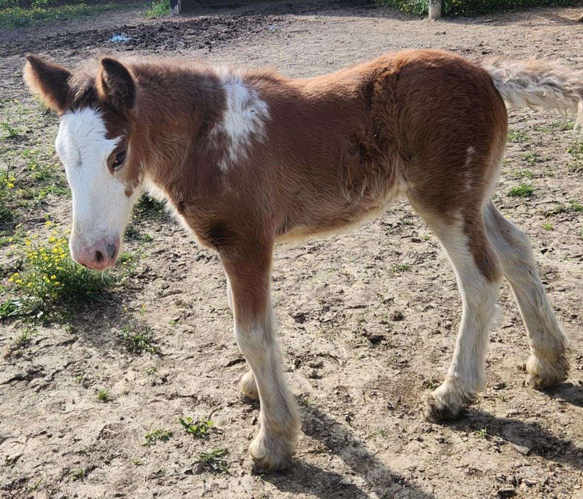 Bay Blagdon Gypsy Filly