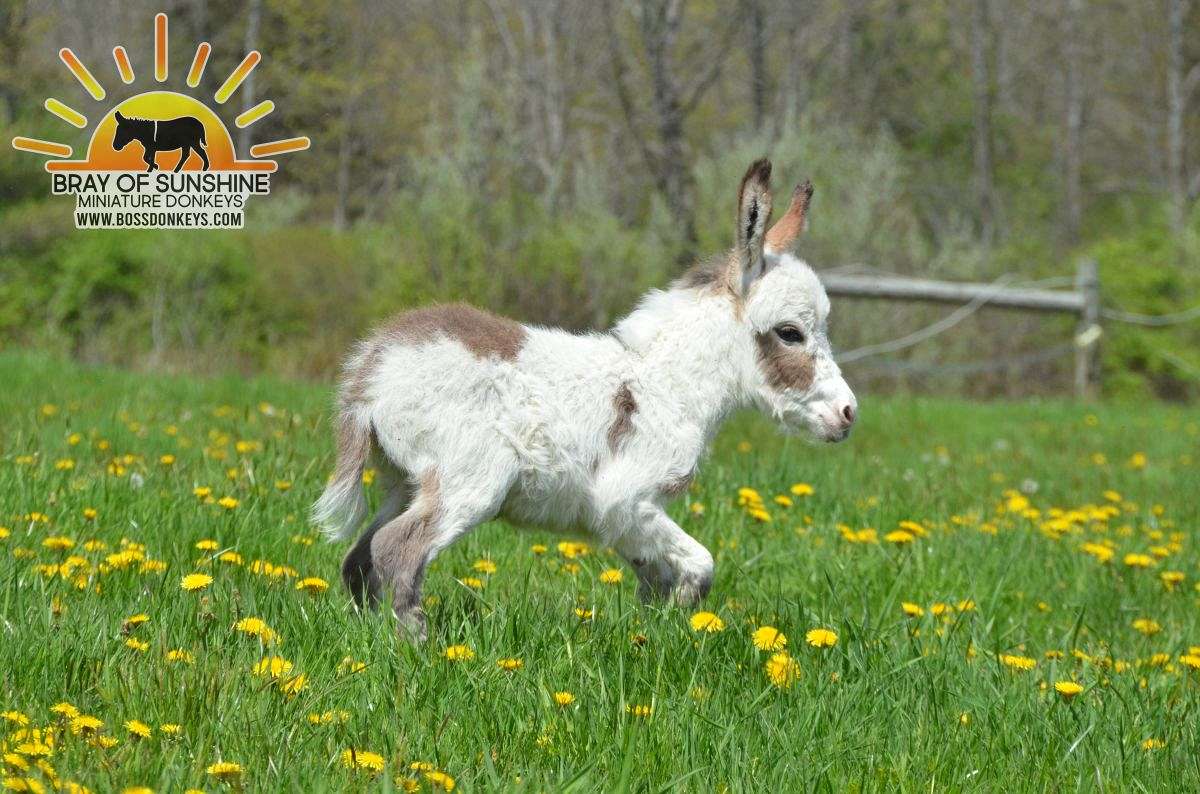 Unique Miniature Spotted Donkey Jack Foal