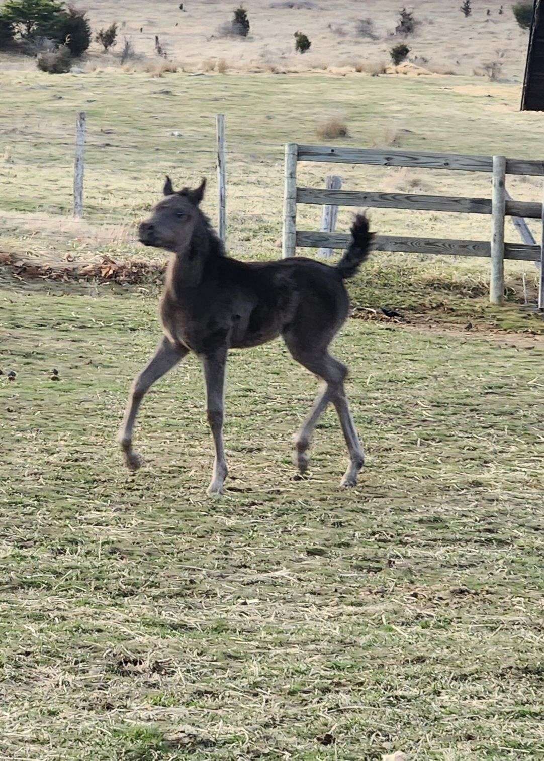 2025 Black Arab Filly