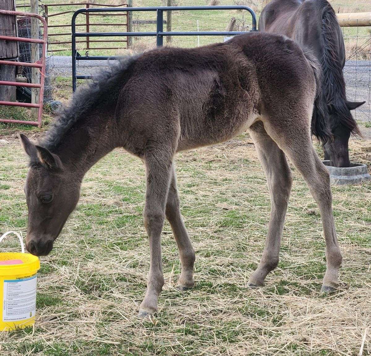 2025 Black Arab Filly