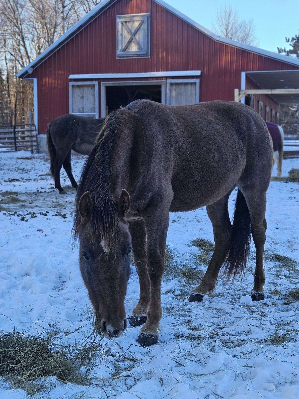 Friesian Morgan Filly