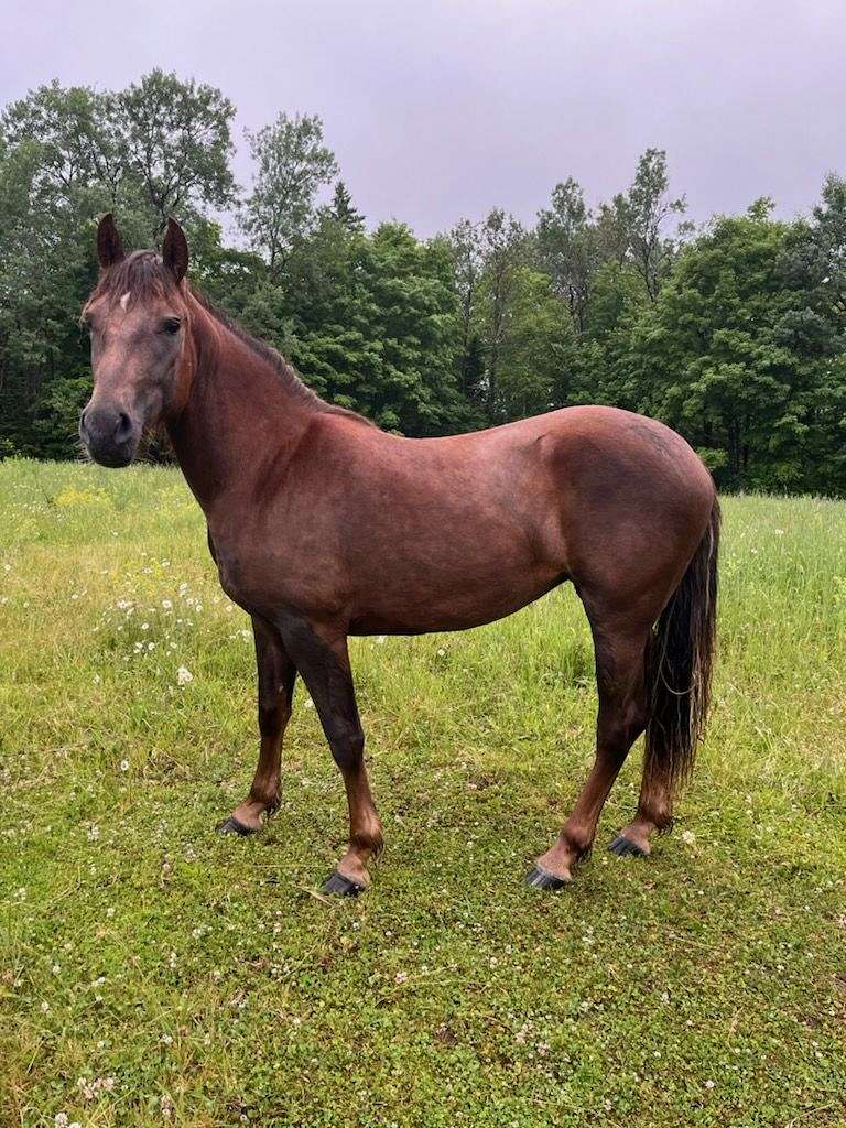 Friesian Morgan Filly