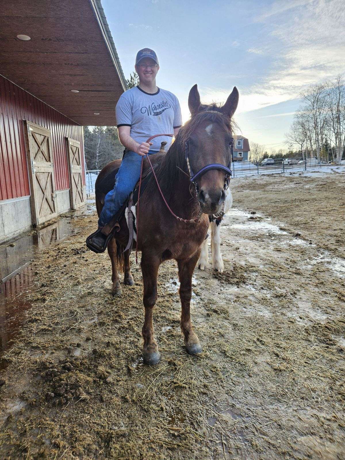 Friesian Morgan Filly